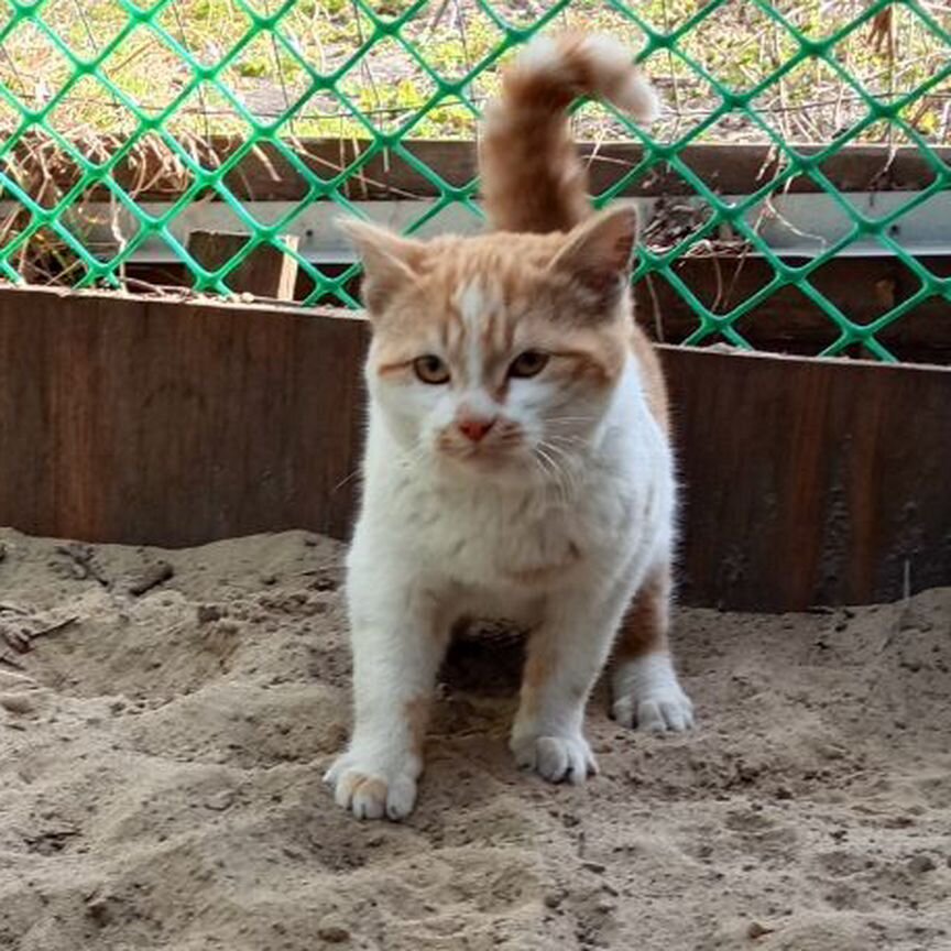 Котёнок в добрые руки