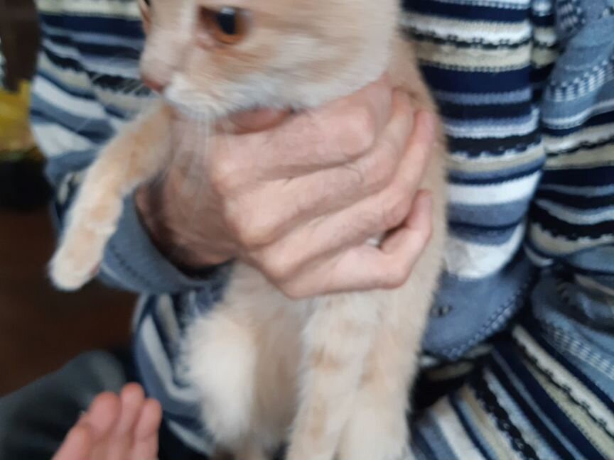 Отдадим котика добрым и любящим хозяевам