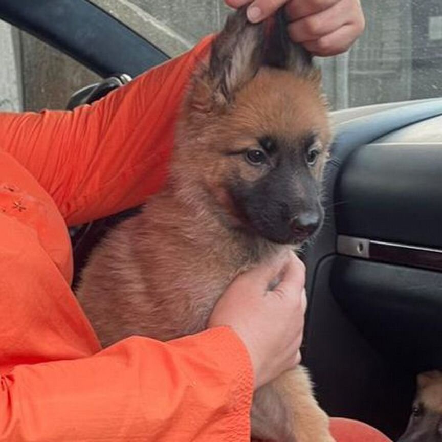 Щенки немцы зонарно-рыжего окраса