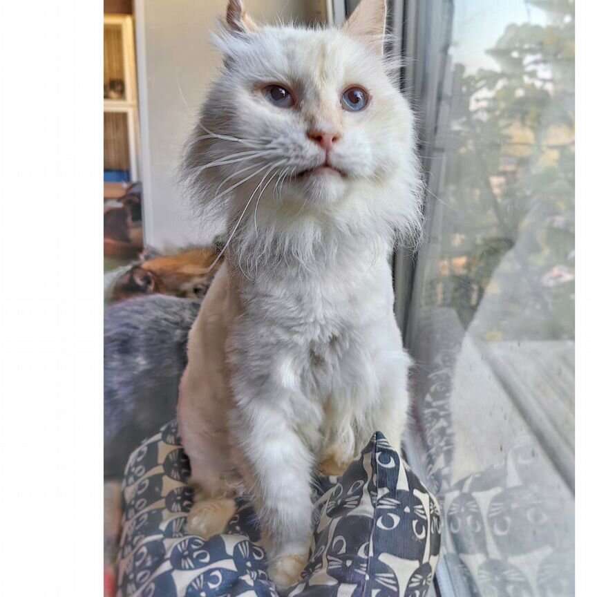 Его рвали 6 собак, а потом выбросили на мусорку