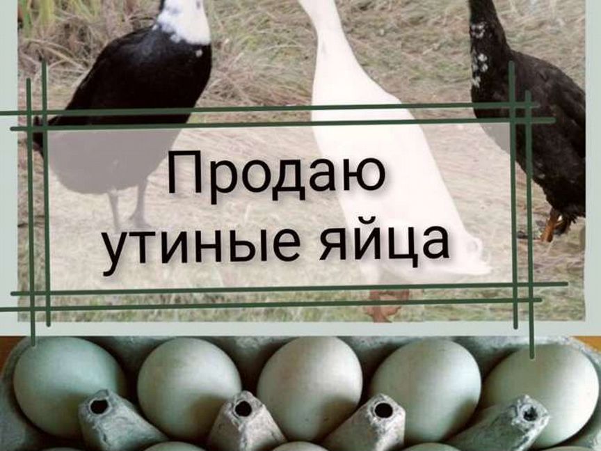 Инкубационное яйцо уток индийский бегунок