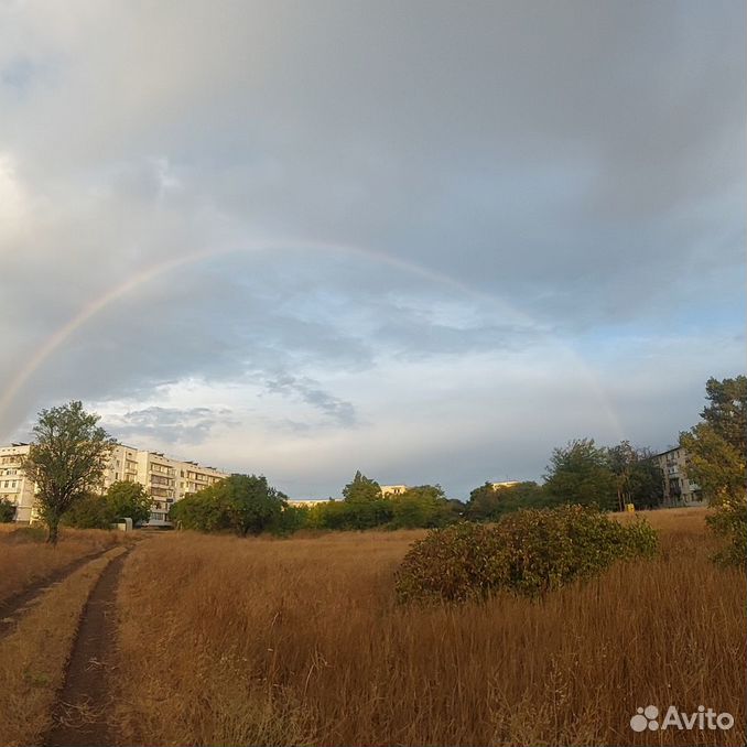 Домашние животные коровы