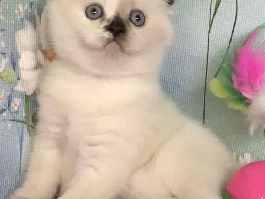 Шотландские котята