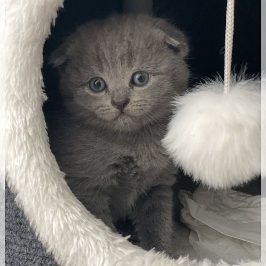 Шотландские котята