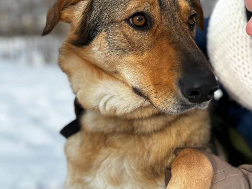 Луша в добрые руки