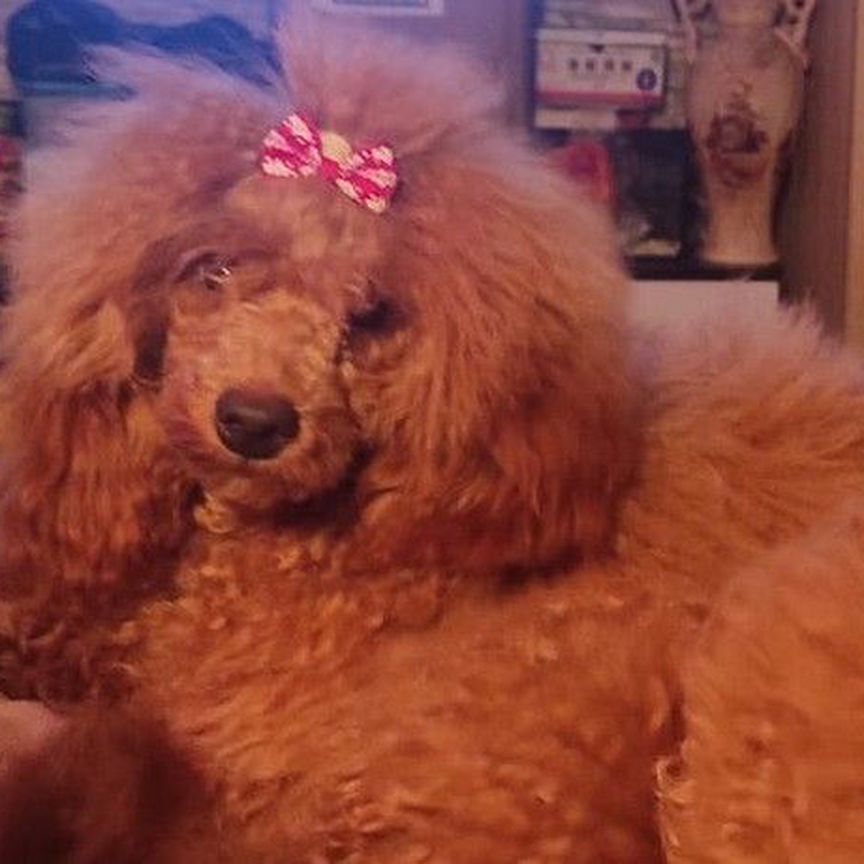 Кудрявые малыши