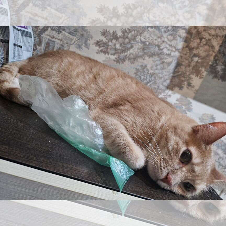 Кот