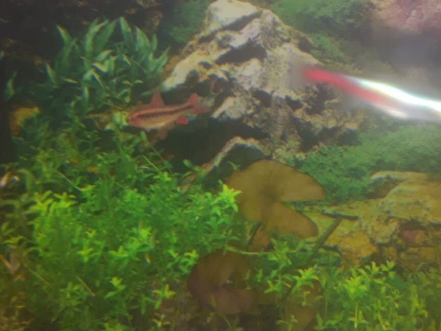 Рыбки неоны обмен