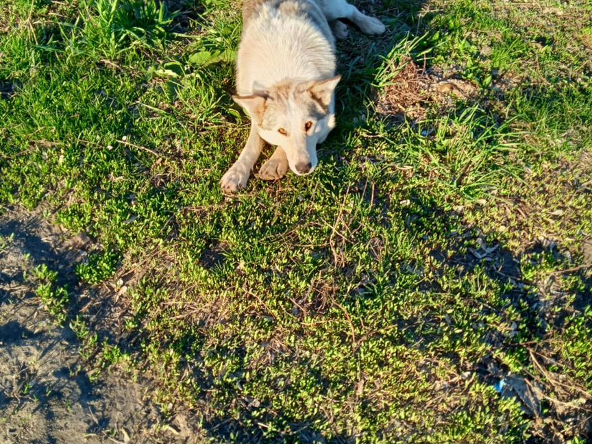 Умка ищет хозяина