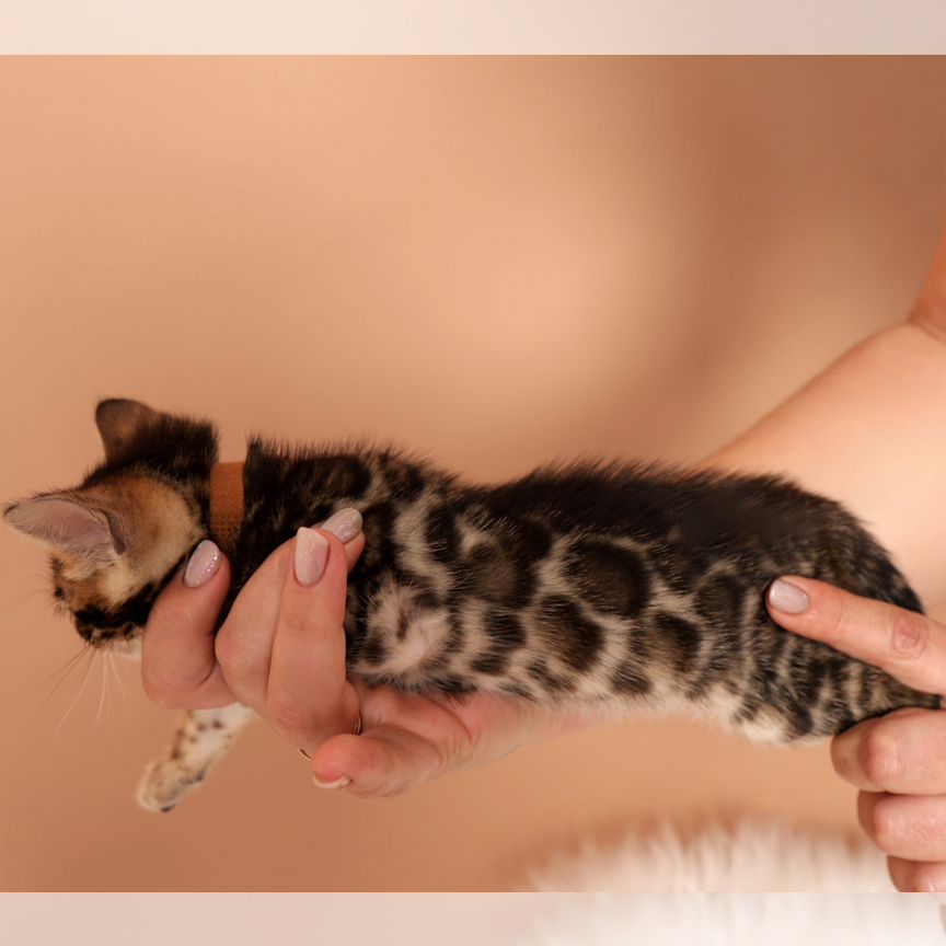 Бенгальские котята питомник