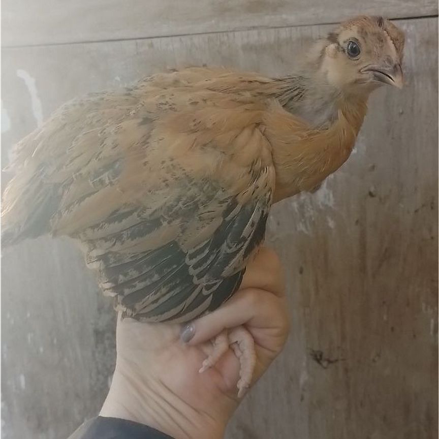 Петушки Кучинские юбилейные