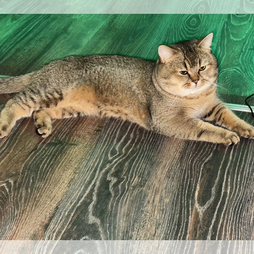 Вязка с шотландским котом золотой черноподпалый