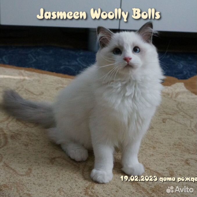 Рэгдолл кошечка 4 месяцев