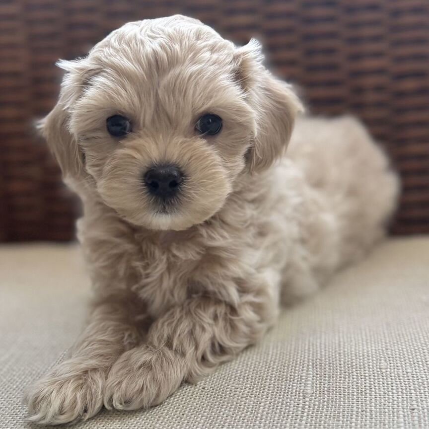 Мальтипу, щенок