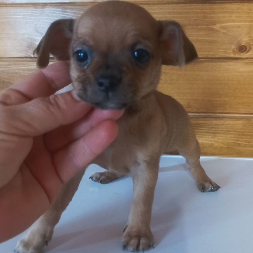 Чистокровный чихуахуа