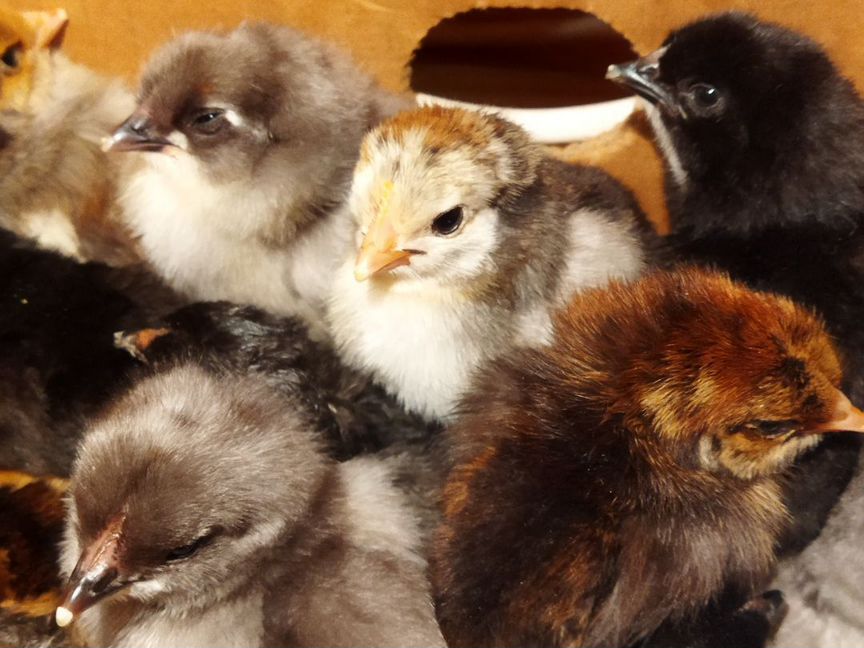 Цыплята. Бронь до среды до 18:00