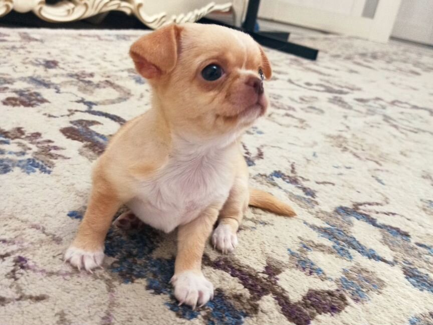 Щенки чихуахуа мини девочки