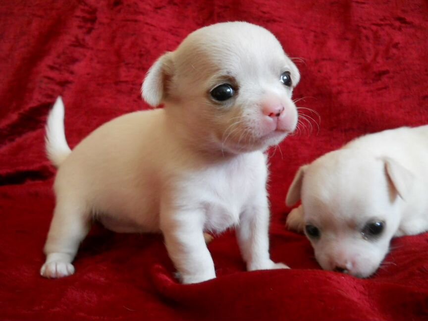 Очаровашки)