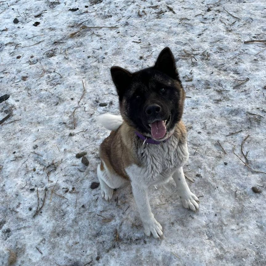 Рика из приюта