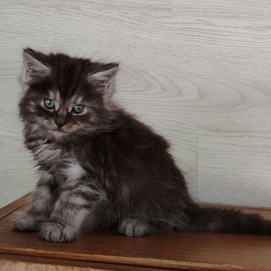 Мейн-кун котёнок