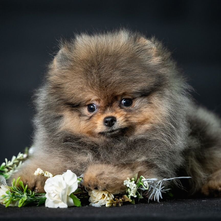 Красавица-малышка померанского шпица