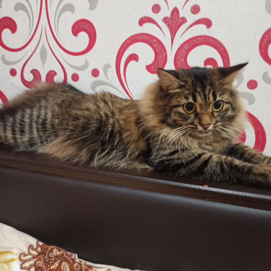 Кошечка в добрые руки