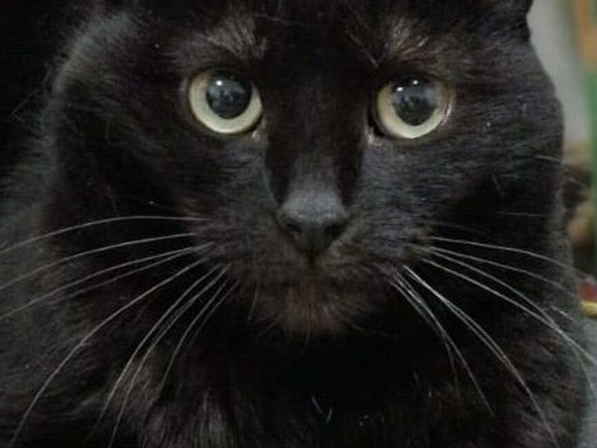Кошка черная пантера
