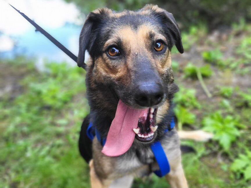 Собака 2 года Лапочка