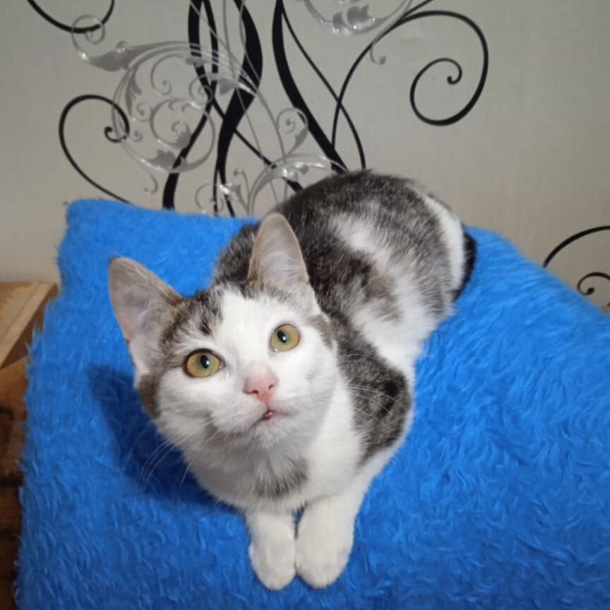 Кошки в добрые руки, Дачница