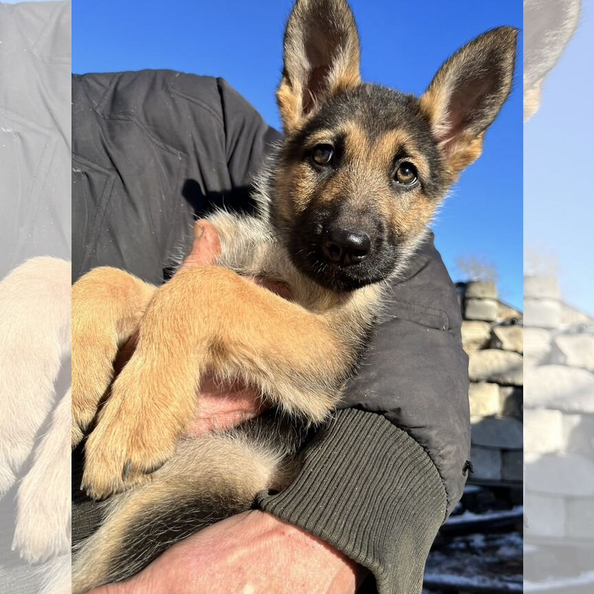 Щенки немецкой овчарки