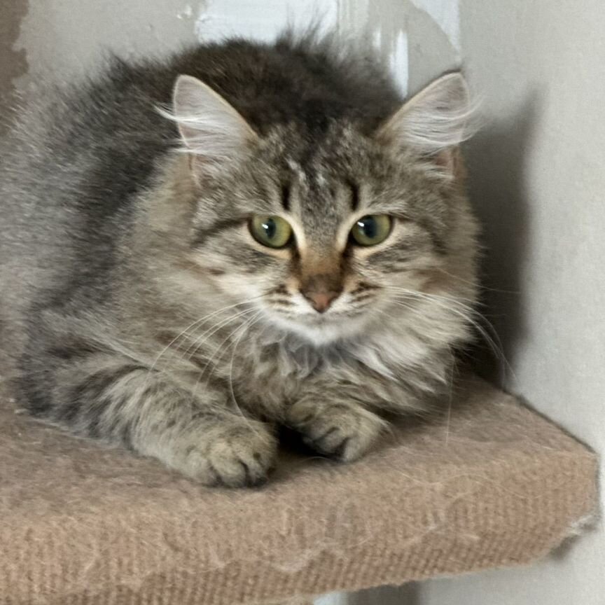 Леся ищет семью