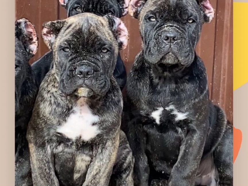 Кане Корсо - племенной питомник