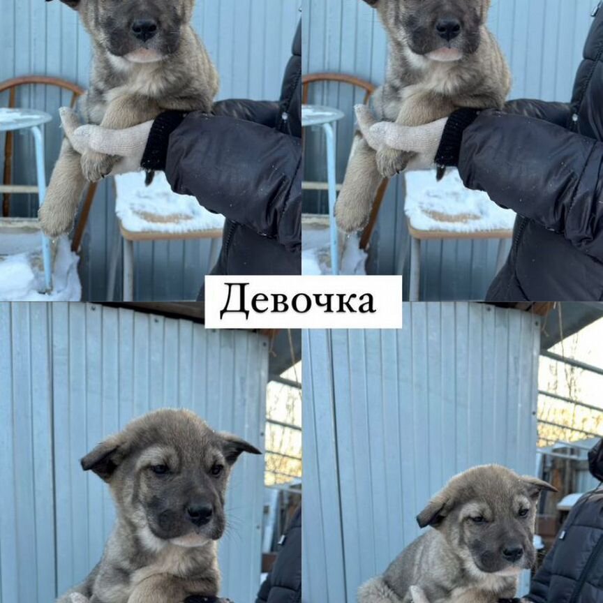 Щенки в беде на улице, ищем маму и папу