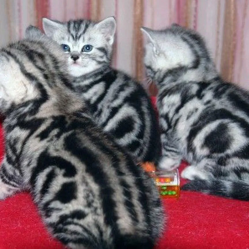 Британские котята