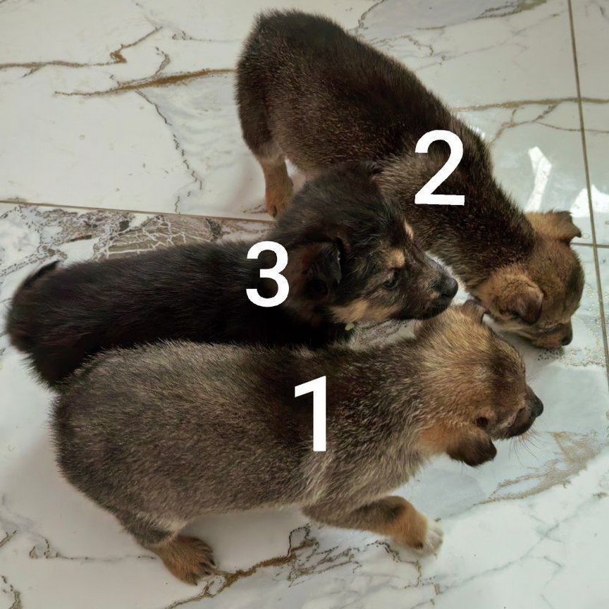 Щенок в добрые руки