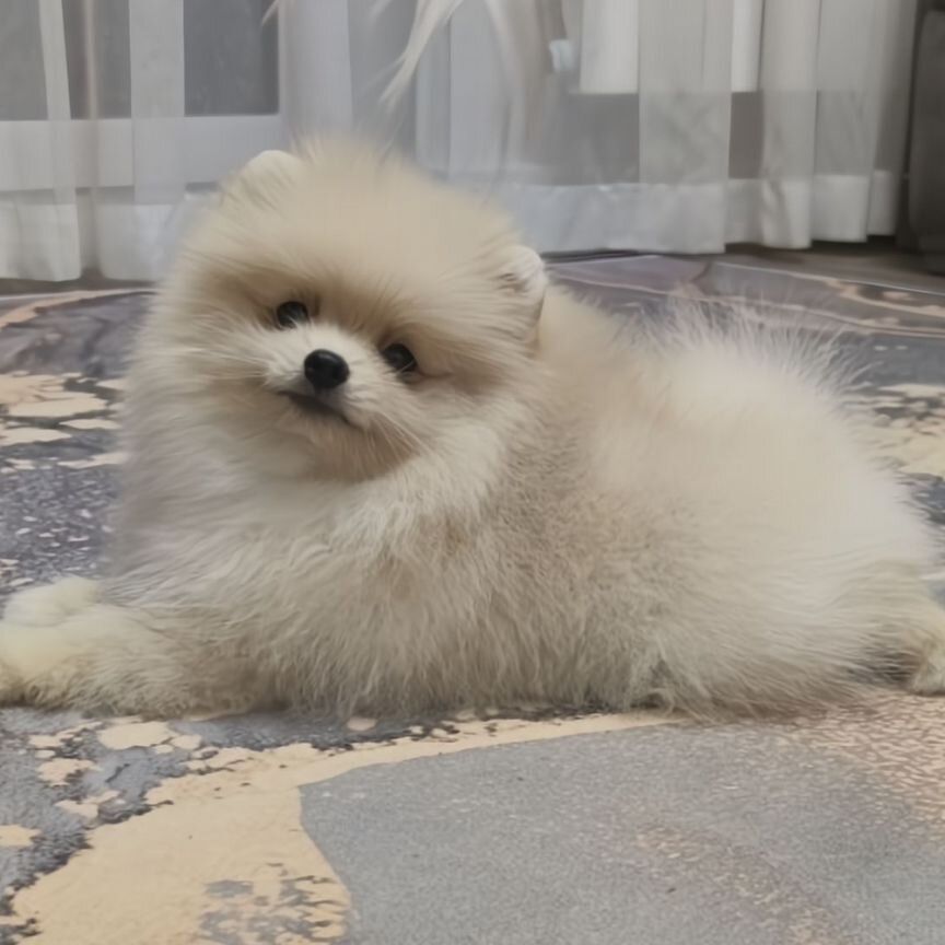 Померанский шпиц, щенок