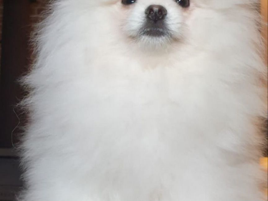Померанский шпиц медвежьего типа