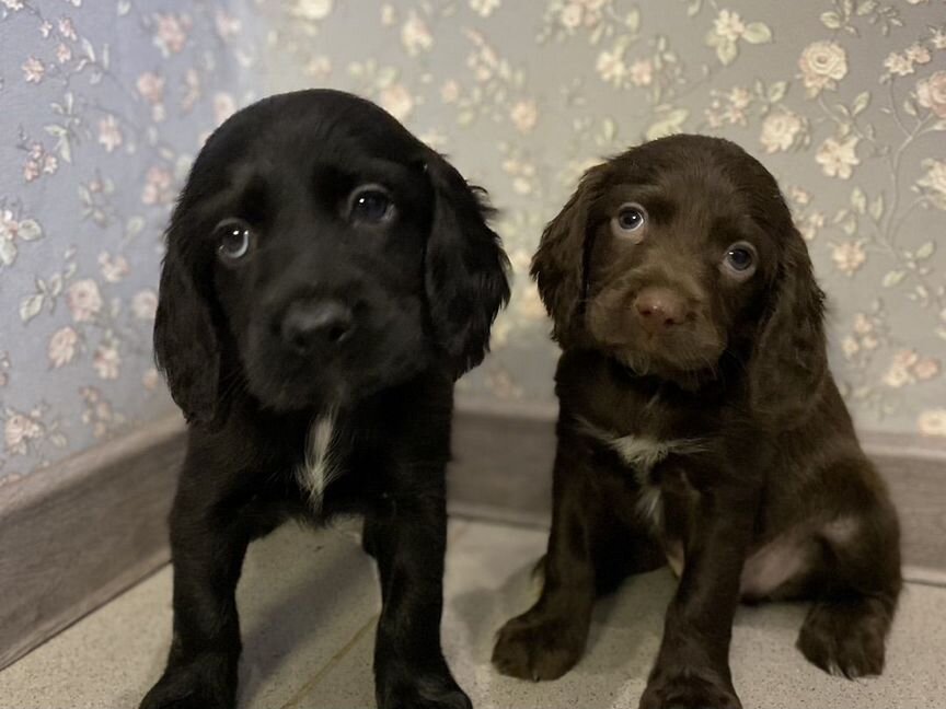 Щенки русского спаниеля