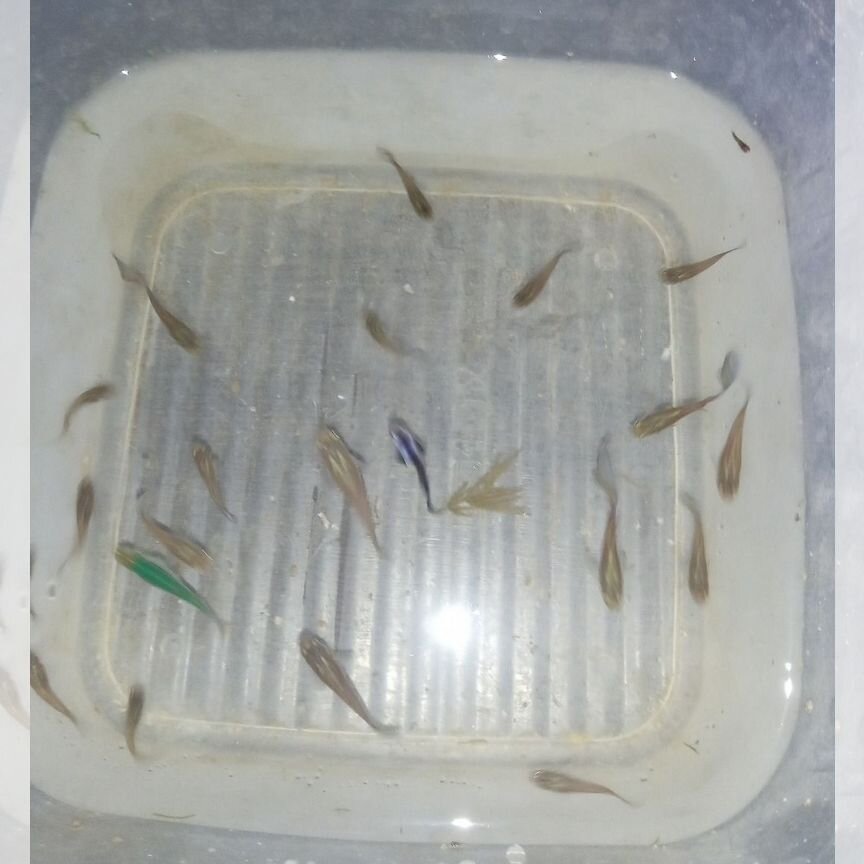 Продам рыбок гуппи малек