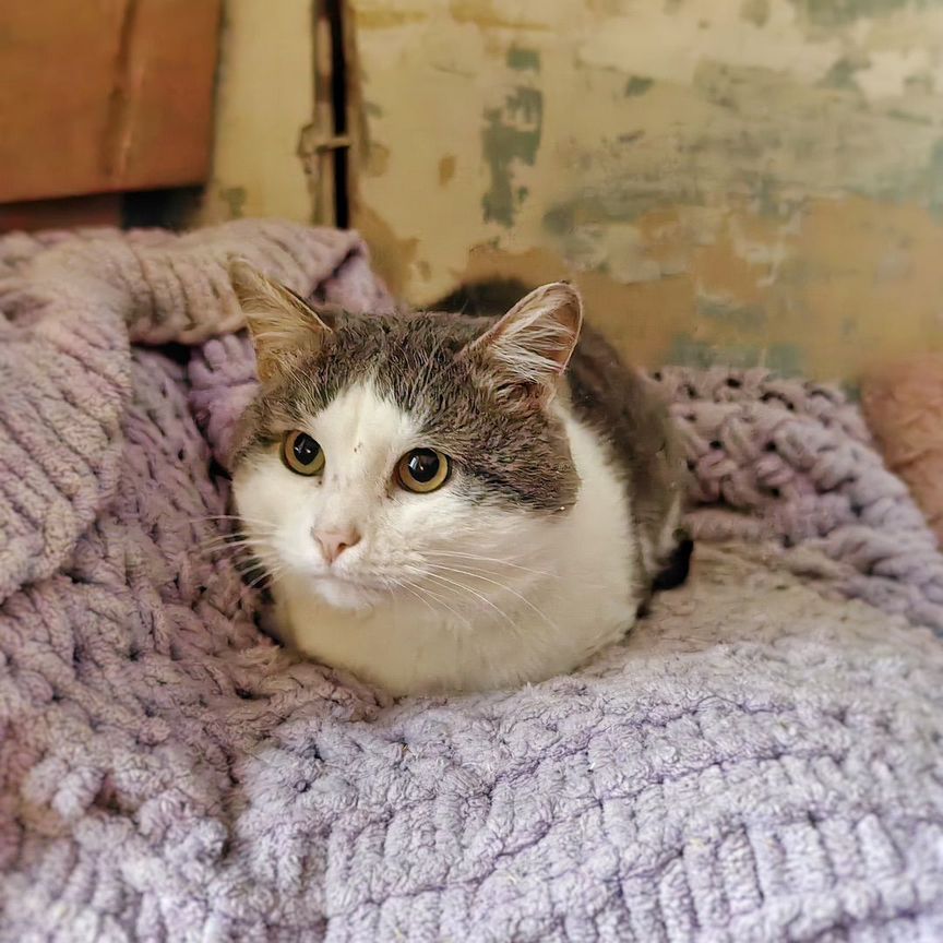 Котик Костя