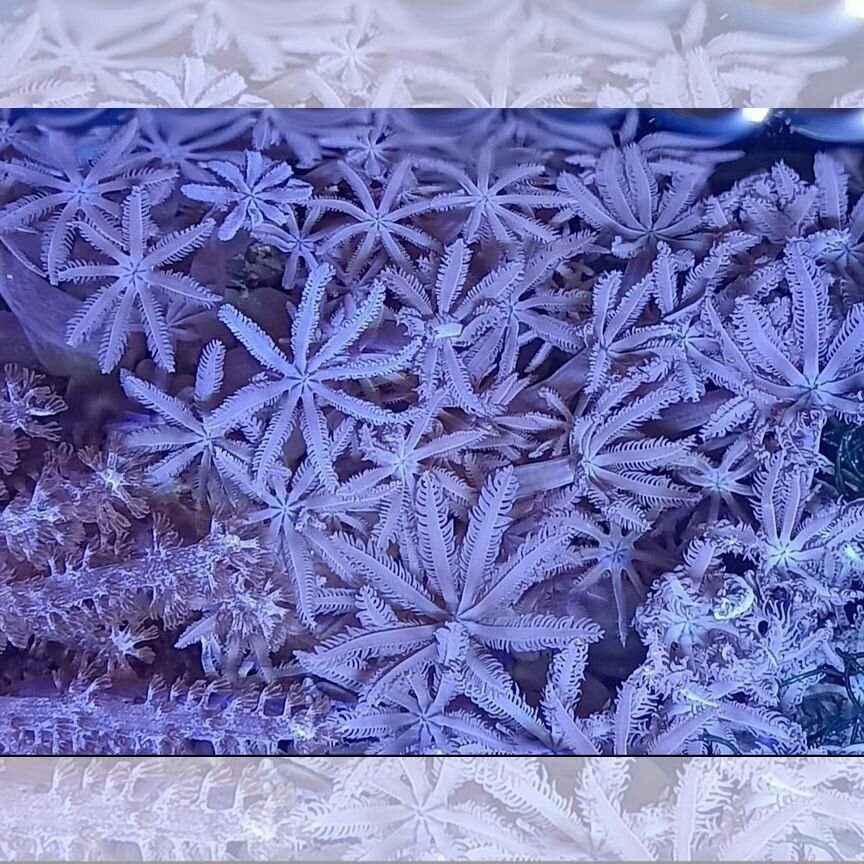 Коралл Ксения пульсирующая бесплатно