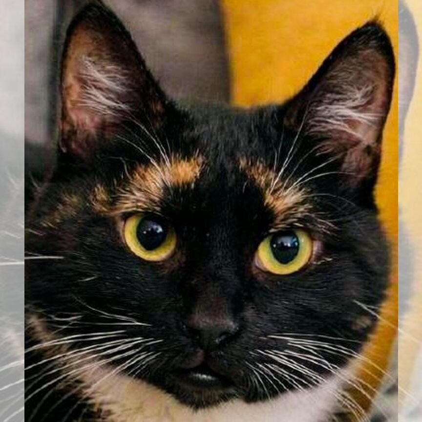 Взрослая, кошка в добрые руки