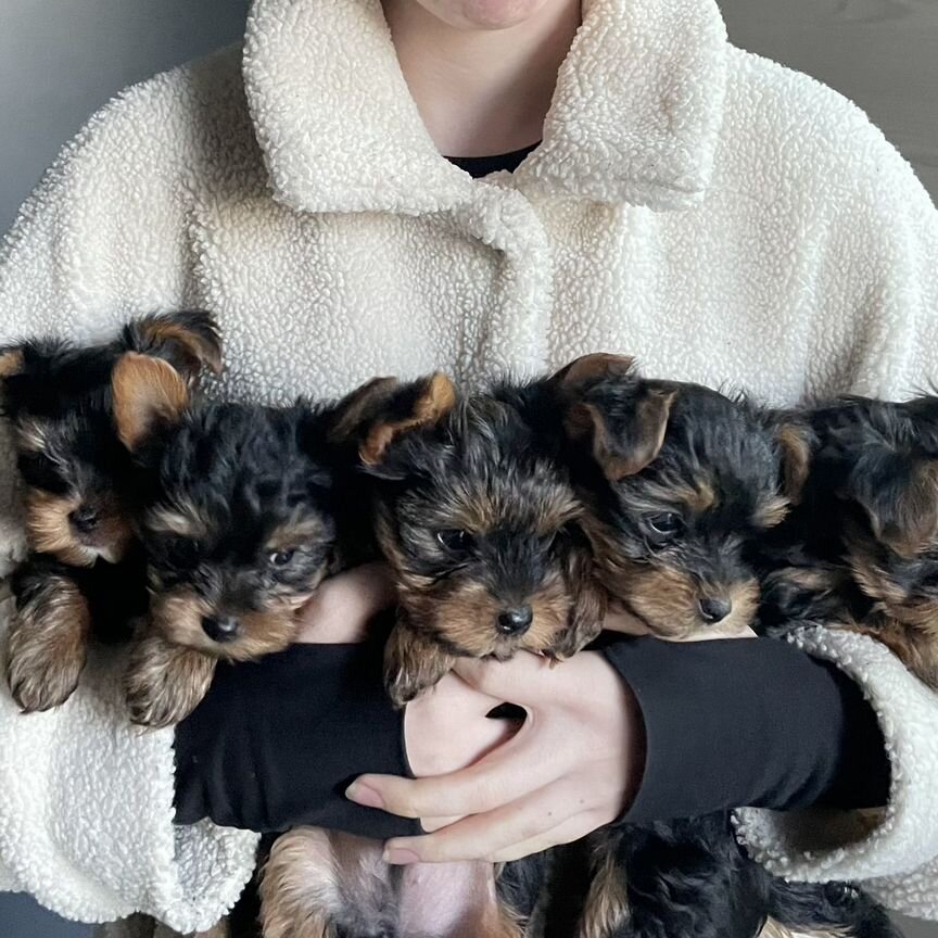 Йоркширский терьер мини щенки
