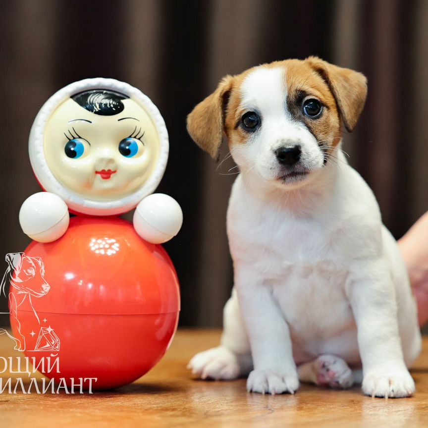 Джек-рассел-терьер, щенок