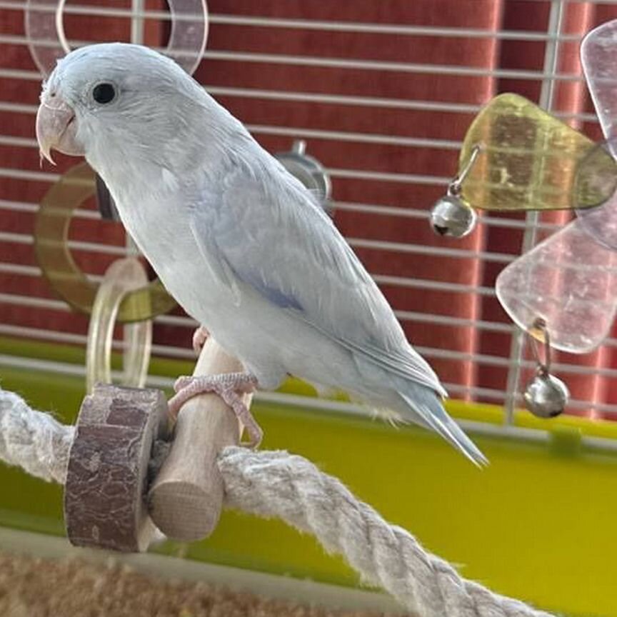 Воробьиный попугай самец