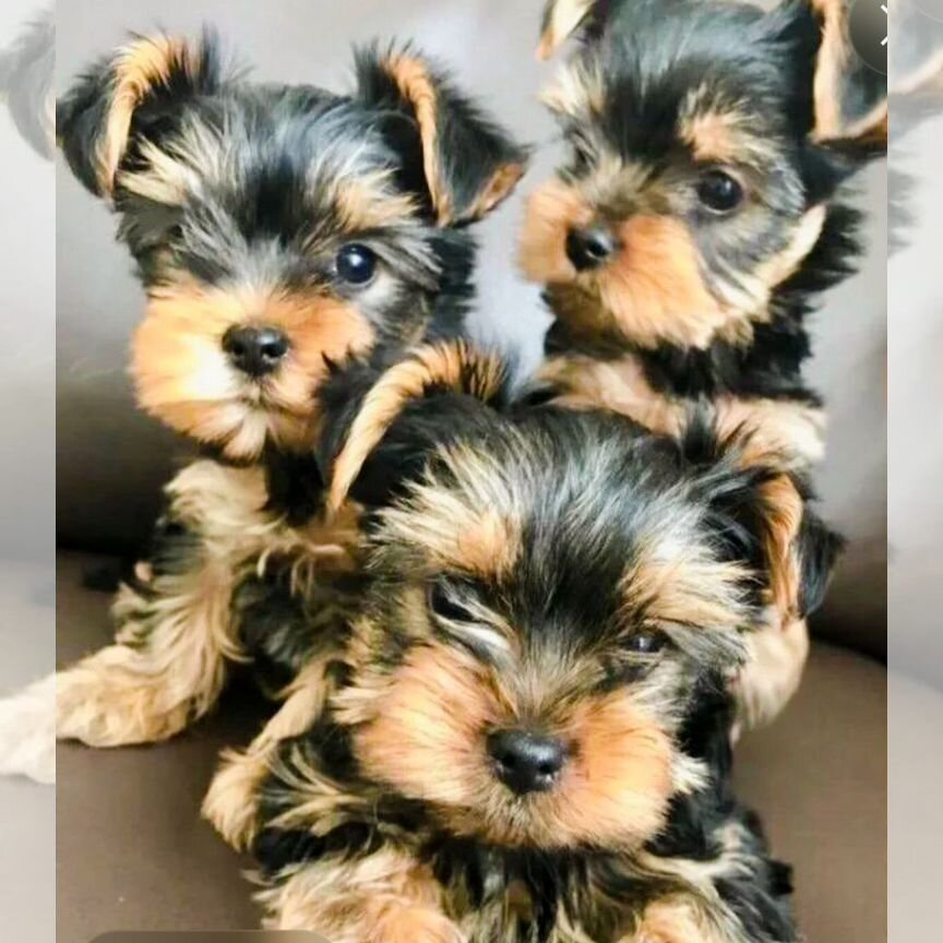 Йоркширский терьер, щенок