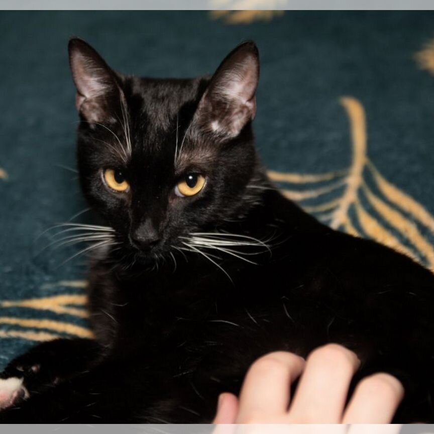 Самый лучший кот