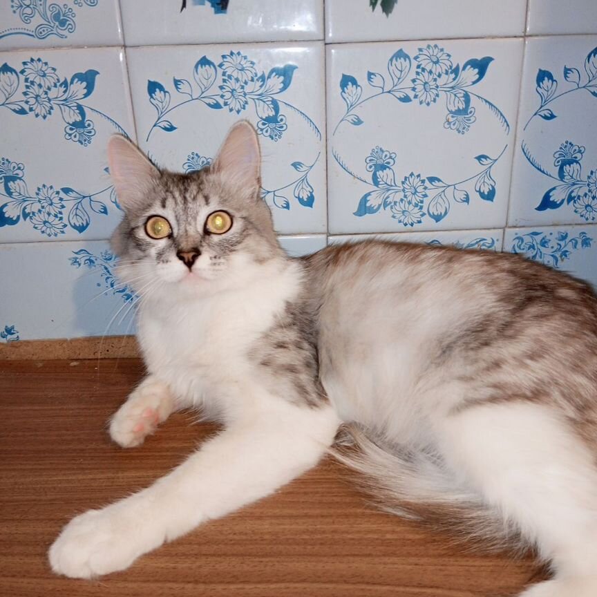 Котик ответственным людям