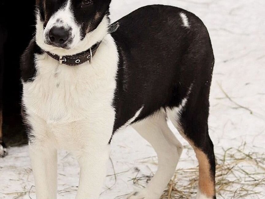 Щенок