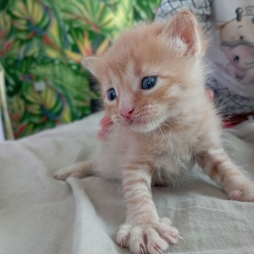 Рыжий пупс ищет дом. Котята